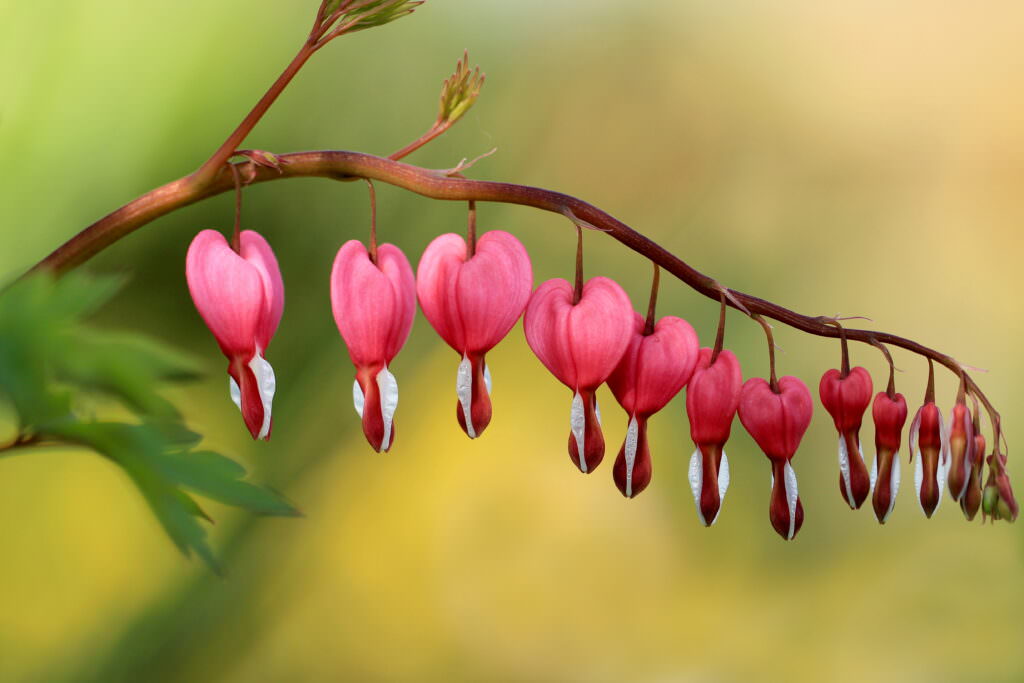 Die Giftpflanzen des Jahres - Samenhaus Gartenblog