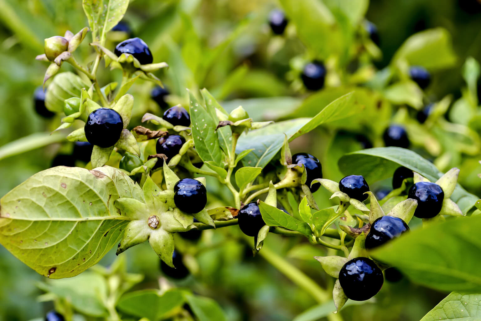 Die Giftpflanzen des Jahres - Samenhaus Gartenblog