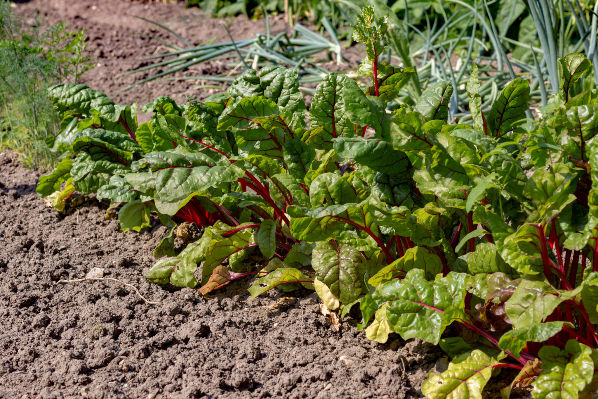 Mangold anbauen, pflegen und ernten - Samenhaus Gartenblog