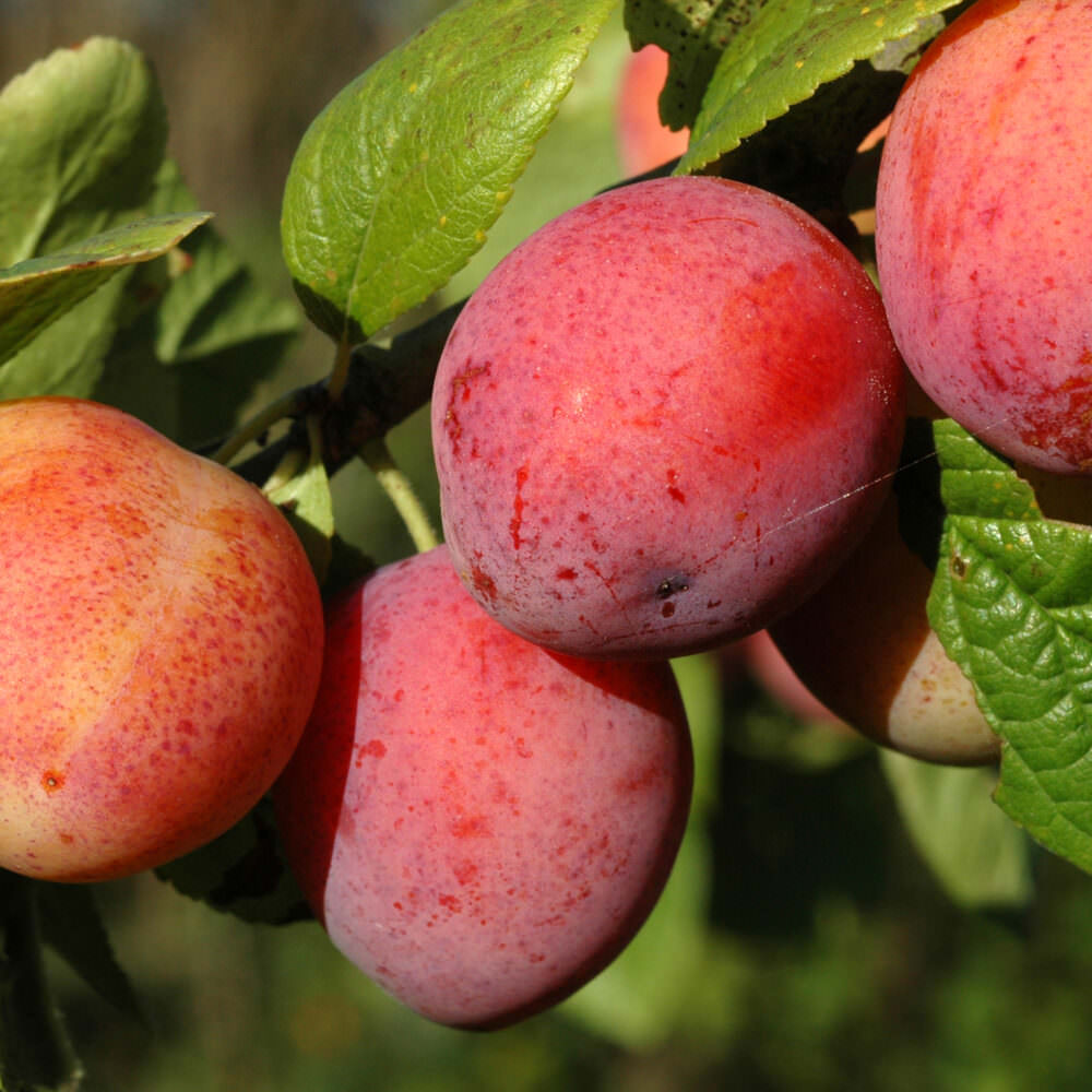 Pflaume ist nicht gleich Pflaume: Arten und Unterschiede - Samenhaus ...