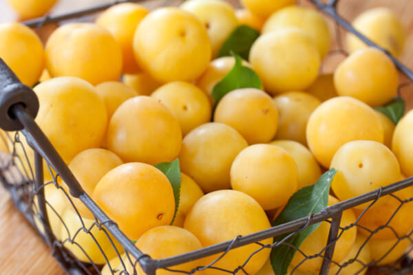 Pflaume ist nicht gleich Pflaume: Arten und Unterschiede - Samenhaus ...