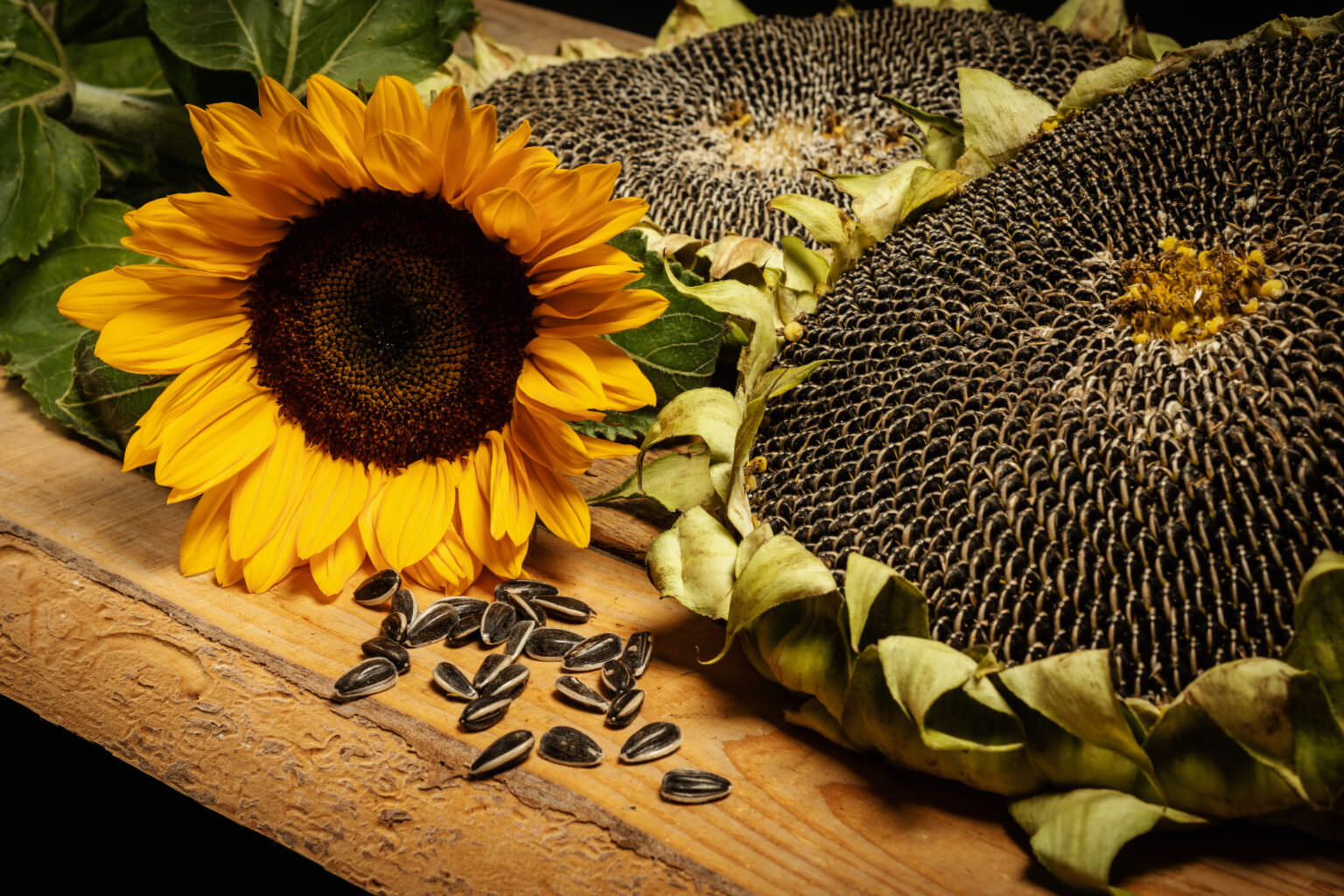 Sonnenblume Ohne Kerne