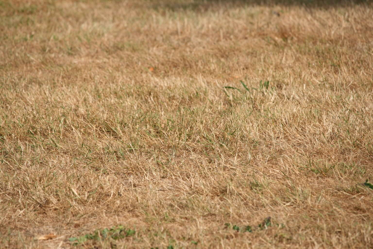Rasen ist vertrocknet? Die richtige Pflege bringt Rettung - Samenhaus ...