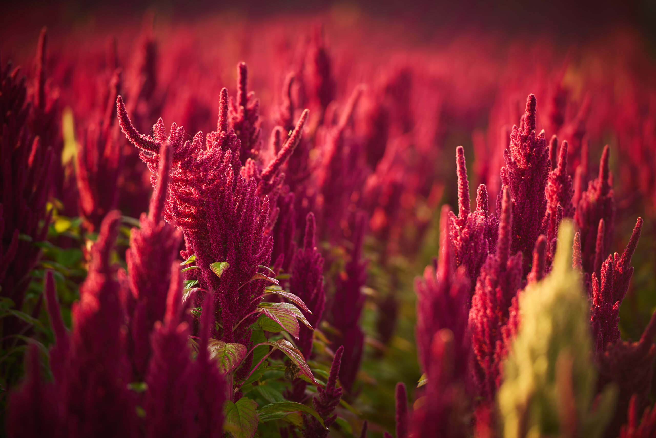 Amarant – Getreide, das eigentlich keines ist - Samenhaus Gartenblog