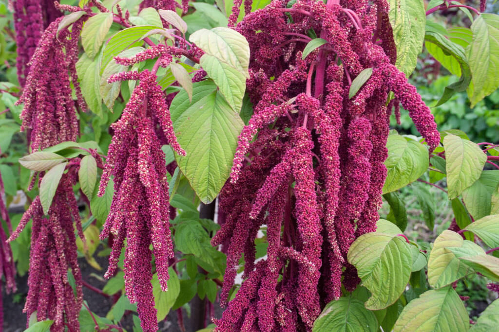 Amarant – Getreide, das eigentlich keines ist - Samenhaus Gartenblog