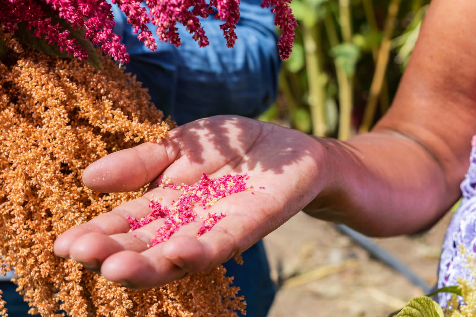 Amarant – Getreide, das eigentlich keines ist - Samenhaus Gartenblog