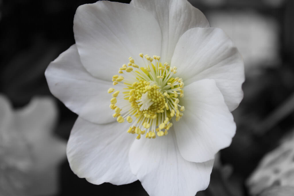 Christrosen – die Winterschönheiten im Blumenbeet - Samenhaus Gartenblog