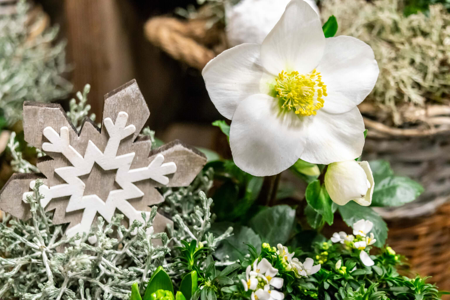 Christrosen – die Winterschönheiten im Blumenbeet - Samenhaus Gartenblog