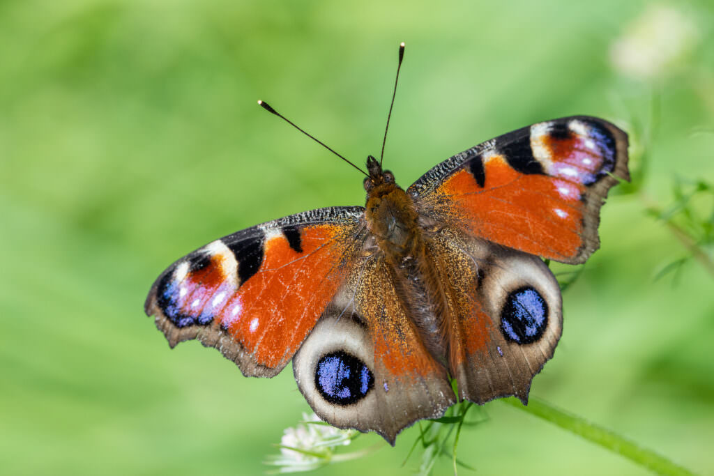Was flattert denn da? Schmetterlinge im heimischen Garten - Samenhaus ...