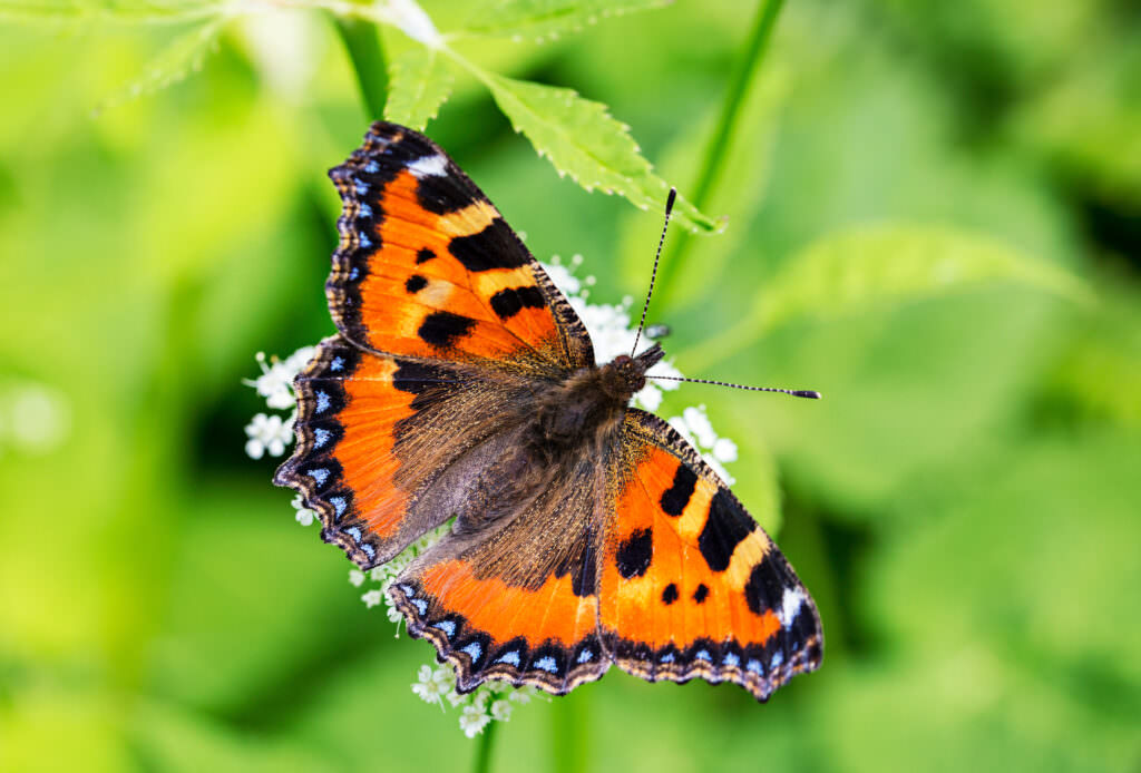 Was flattert denn da? Schmetterlinge im heimischen Garten - Samenhaus ...