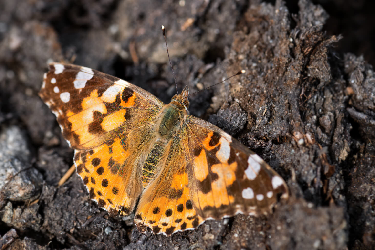 Was flattert denn da? Schmetterlinge im heimischen Garten - Samenhaus ...