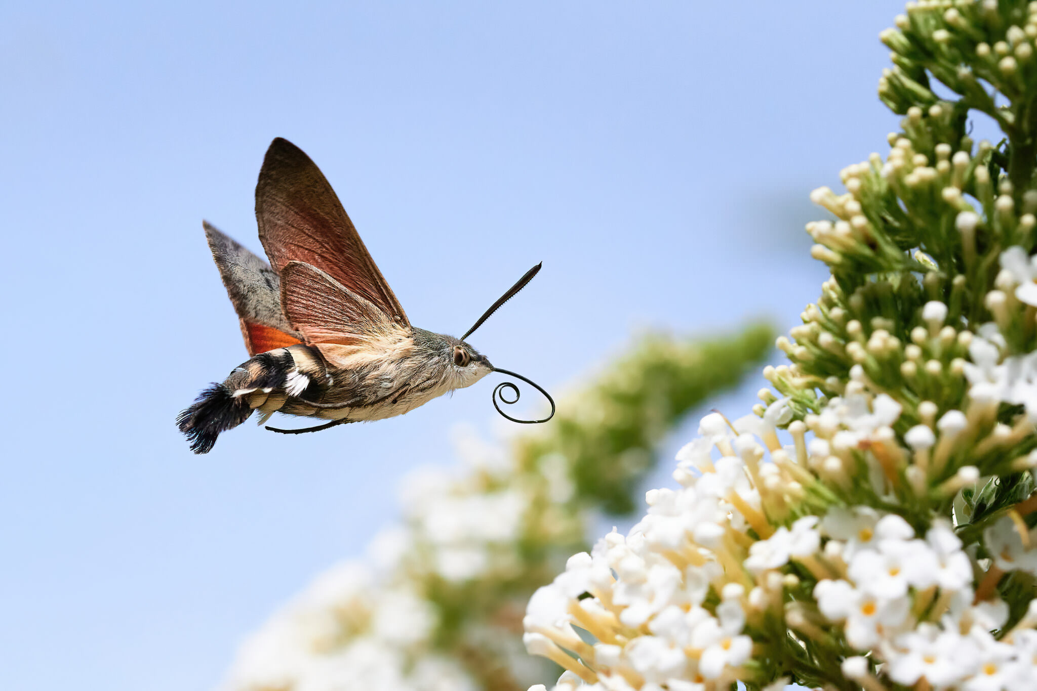 Was flattert denn da? Schmetterlinge im heimischen Garten - Samenhaus ...