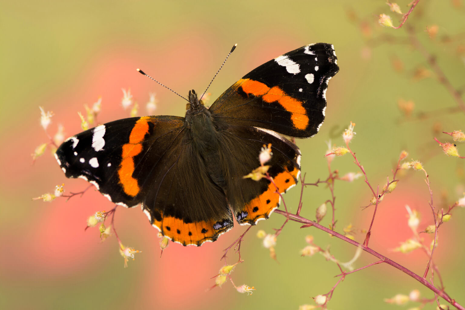 Was flattert denn da? Schmetterlinge im heimischen Garten - Samenhaus ...