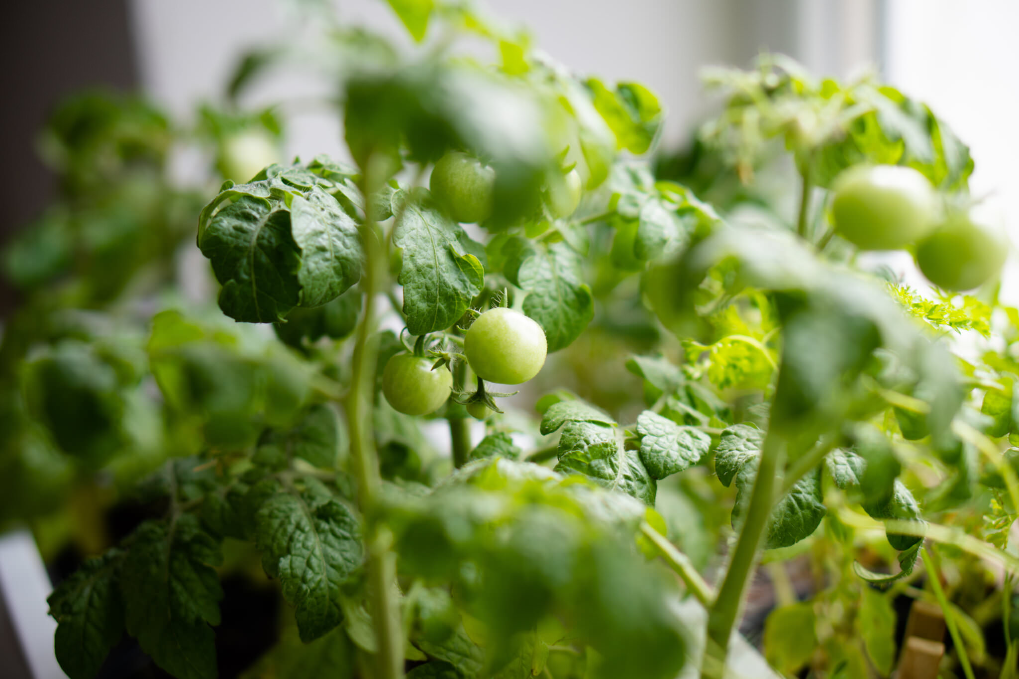 Im Winter Gemüse anbauen – so geht´s auf der Fensterbank - Samenhaus ...