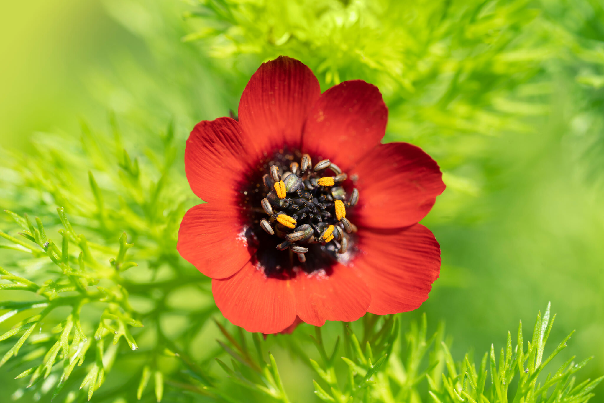 Die Blume des Jahres - Samenhaus Gartenblog