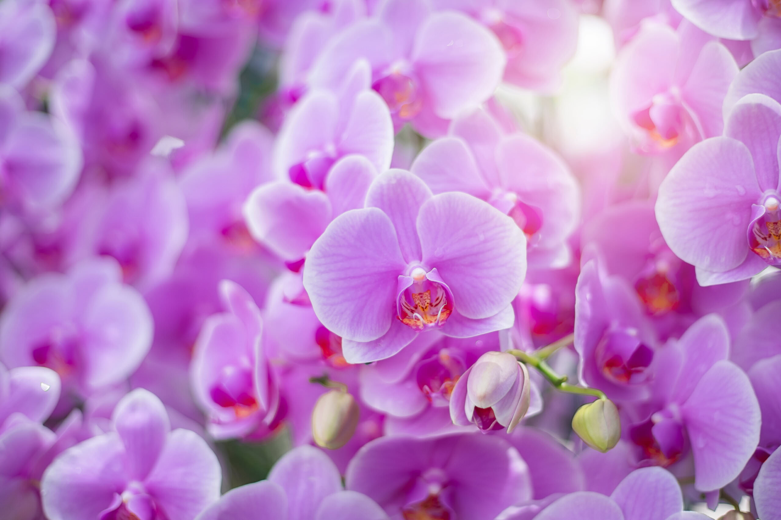 Orchideen richtige pflegen und schneiden - Samenhaus Gartenblog