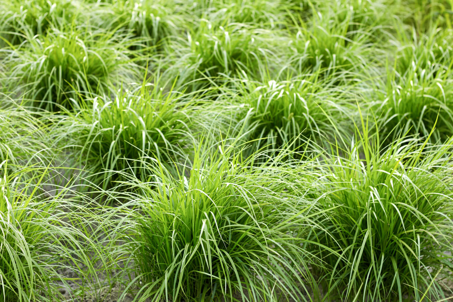 Erdmandeln – gesunde Knollen, hübsches Gras - Samenhaus Gartenblog