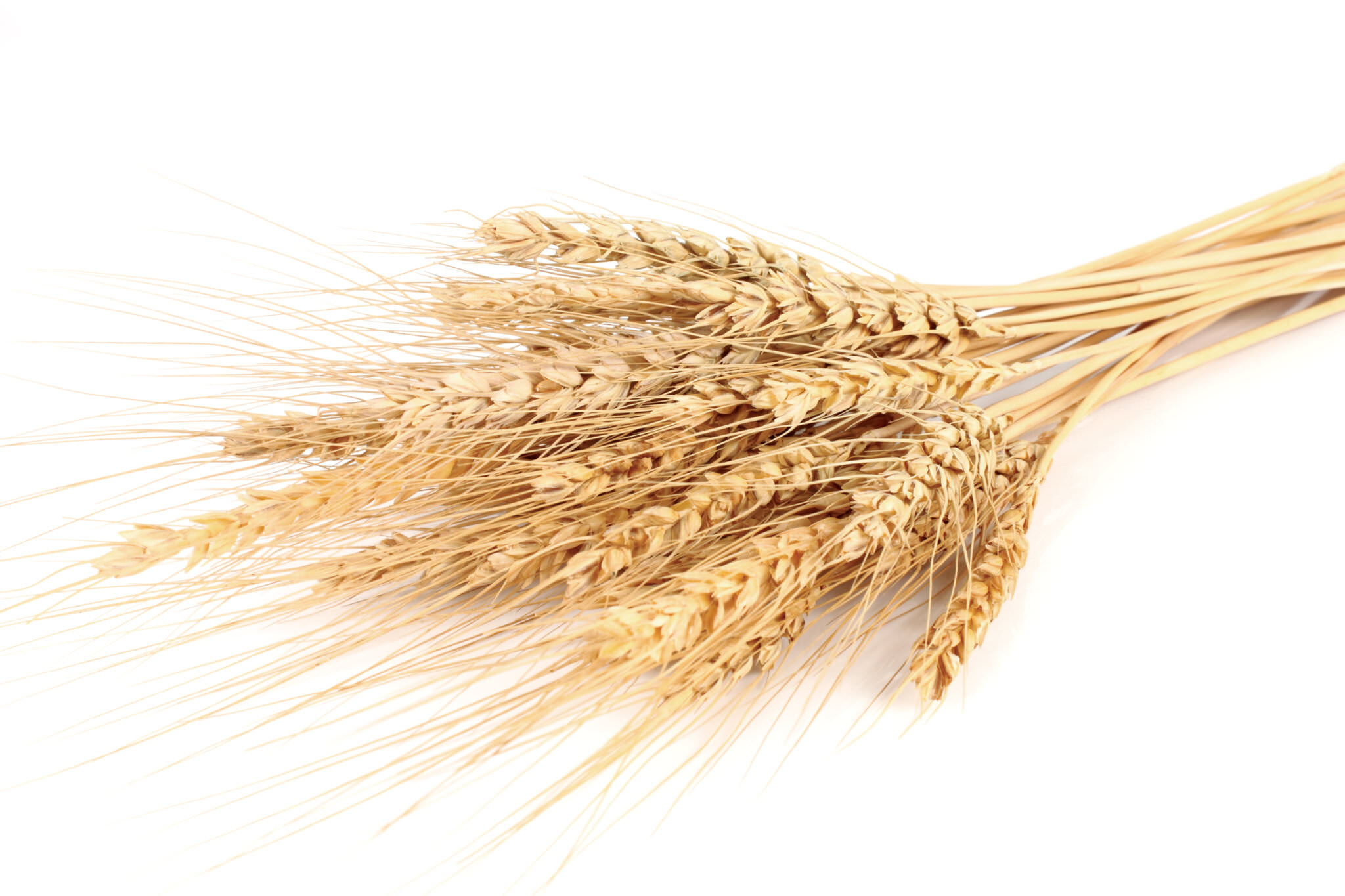 Hartweizen – ideal für die Nudelproduktion - Samenhaus Gartenblog