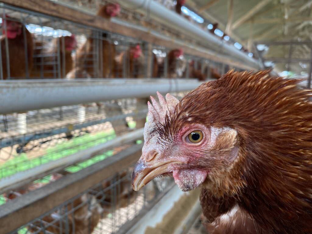Hühnerkrankheiten: Wie Sie sie erkennen und behandeln - Samenhaus ...