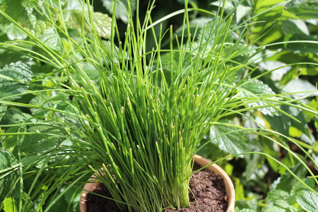 Schnittknoblauch - was ist das? - Samenhaus Gartenblog