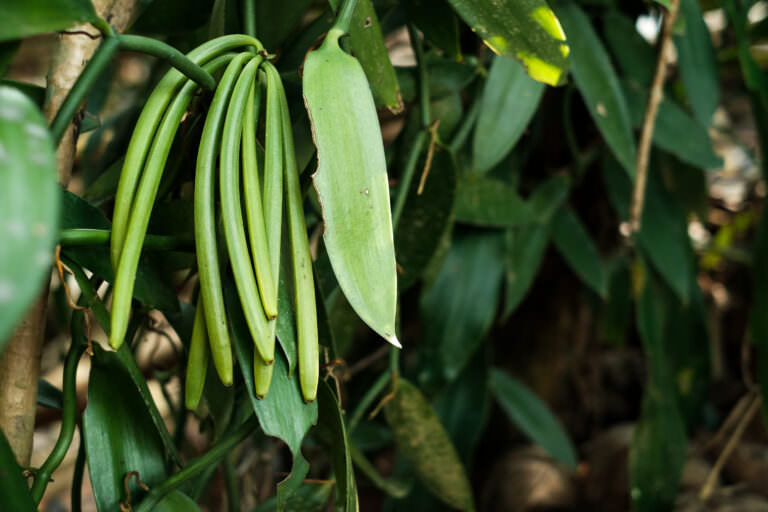 Vanille anbauen - Samenhaus Gartenblog