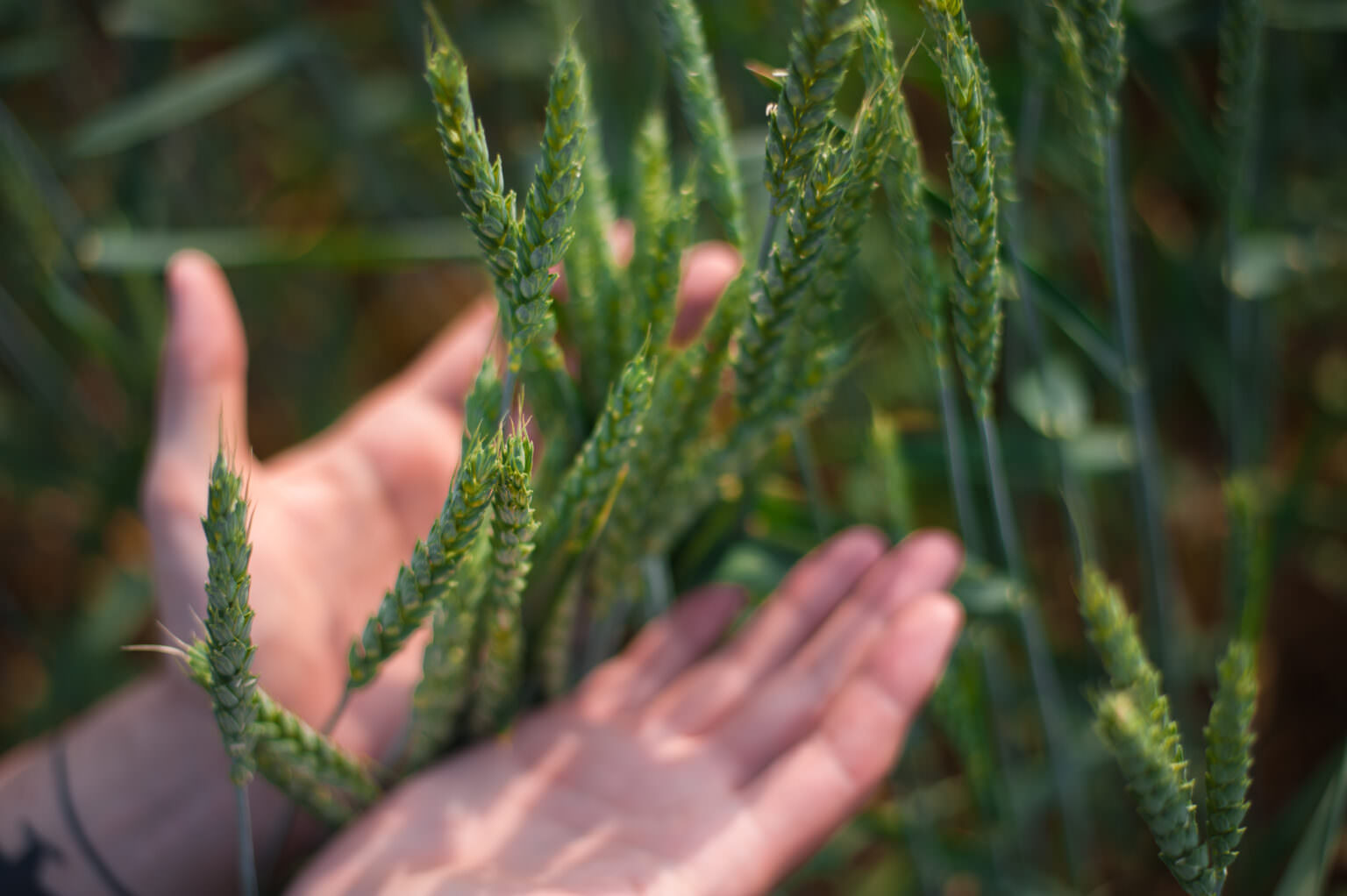 Weichweizen – unerlässlich beim Backen - Samenhaus Gartenblog