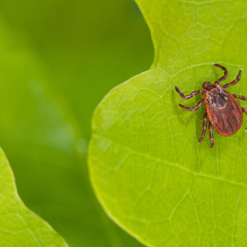8 stechende und beißende Insekten in unseren Gärten - Samenhaus Gartenblog