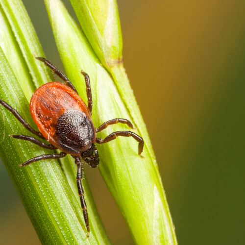 8 stechende und beißende Insekten in unseren Gärten - Samenhaus Gartenblog