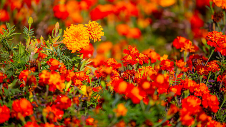 Perfekt aufeinander abgestimmt – Blumenbeete in Rot, Orange und Gelb ...