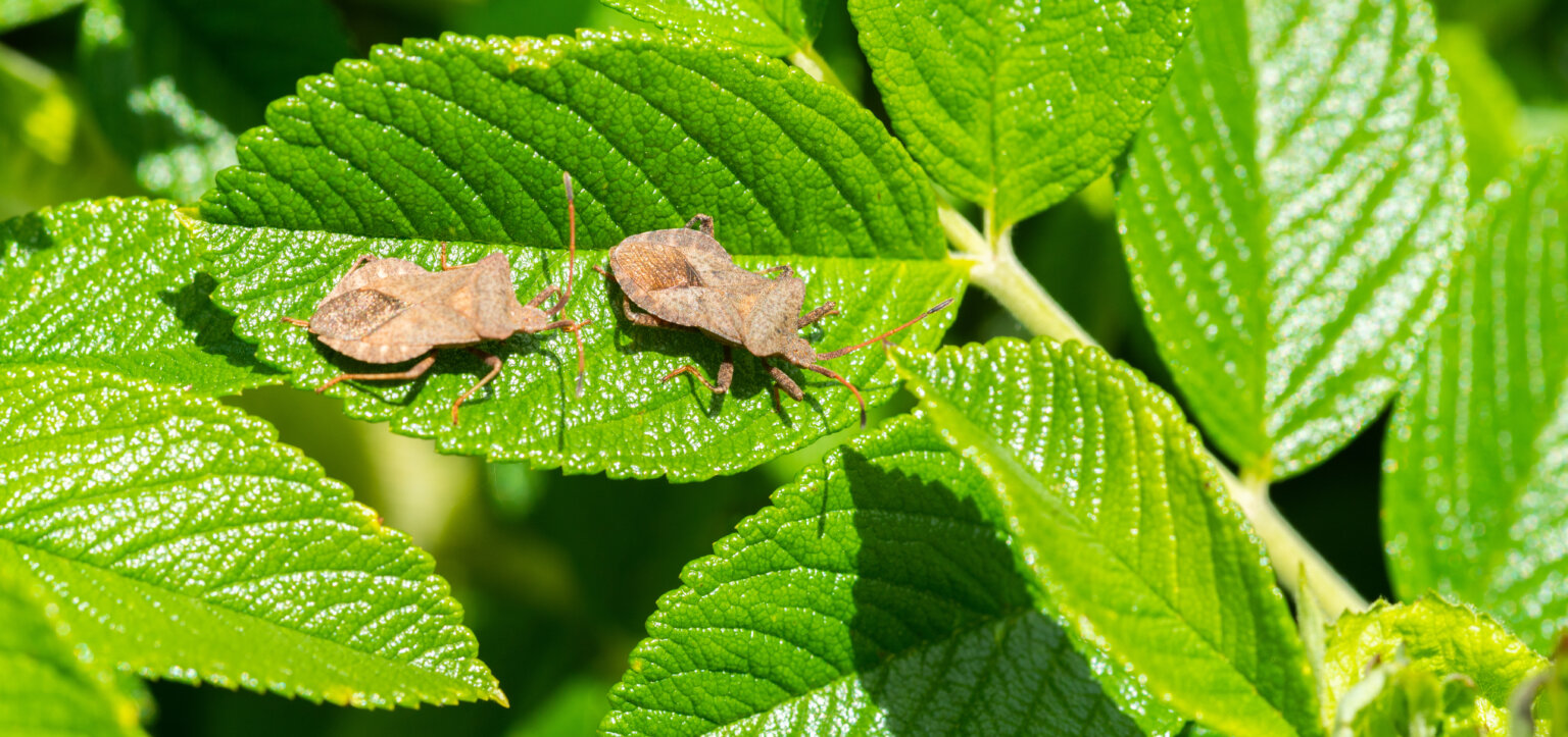 Diese Wanzen kriechen und fliegen durch unsere Gärten - Samenhaus ...