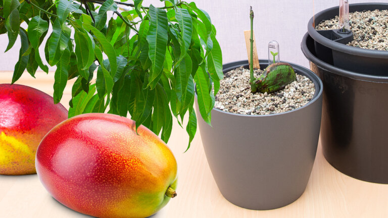 Mango Pflanze Pflegen