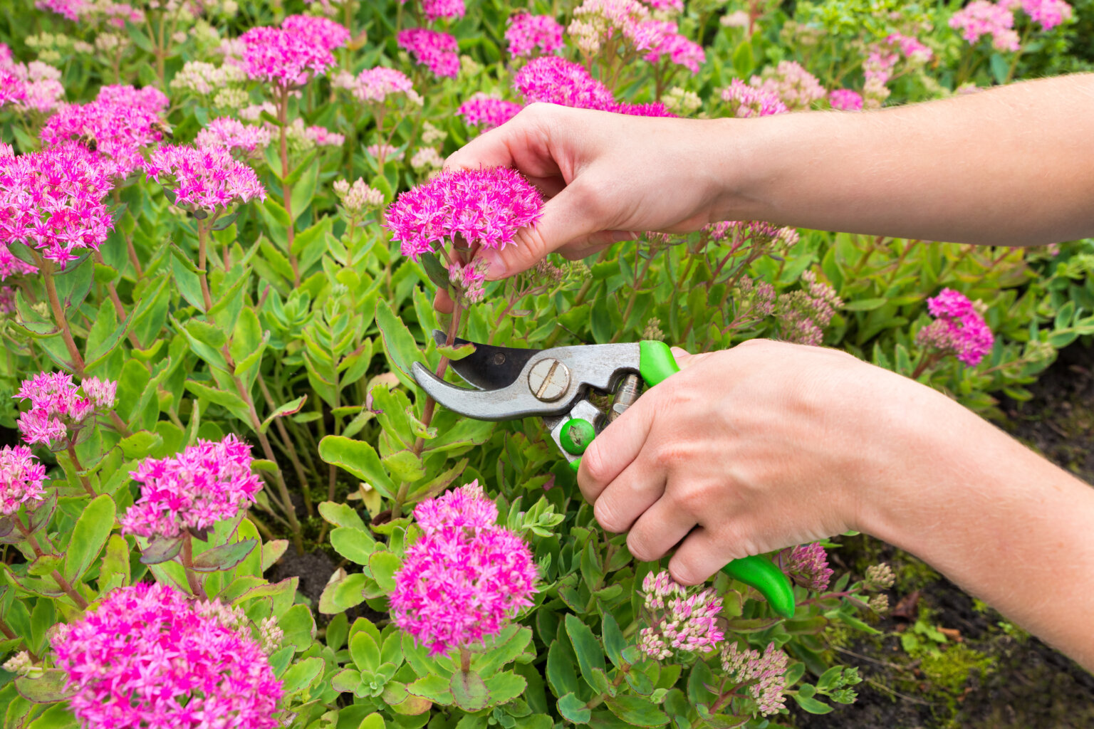 Chelsea Chop – mehr Blüten, kompakter Wuchs - Samenhaus Gartenblog