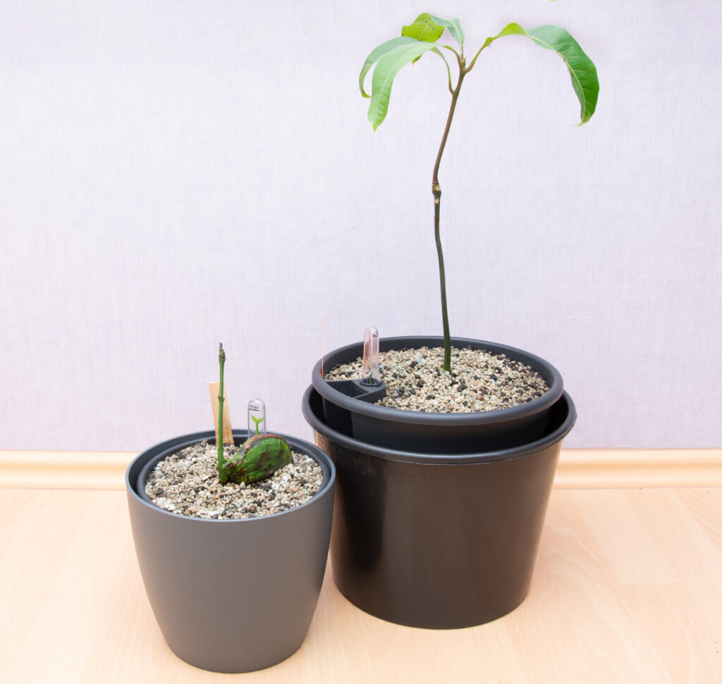 Südfrucht Mango: So ziehen Sie und pflegen Sie Ihre eigene exotische ...