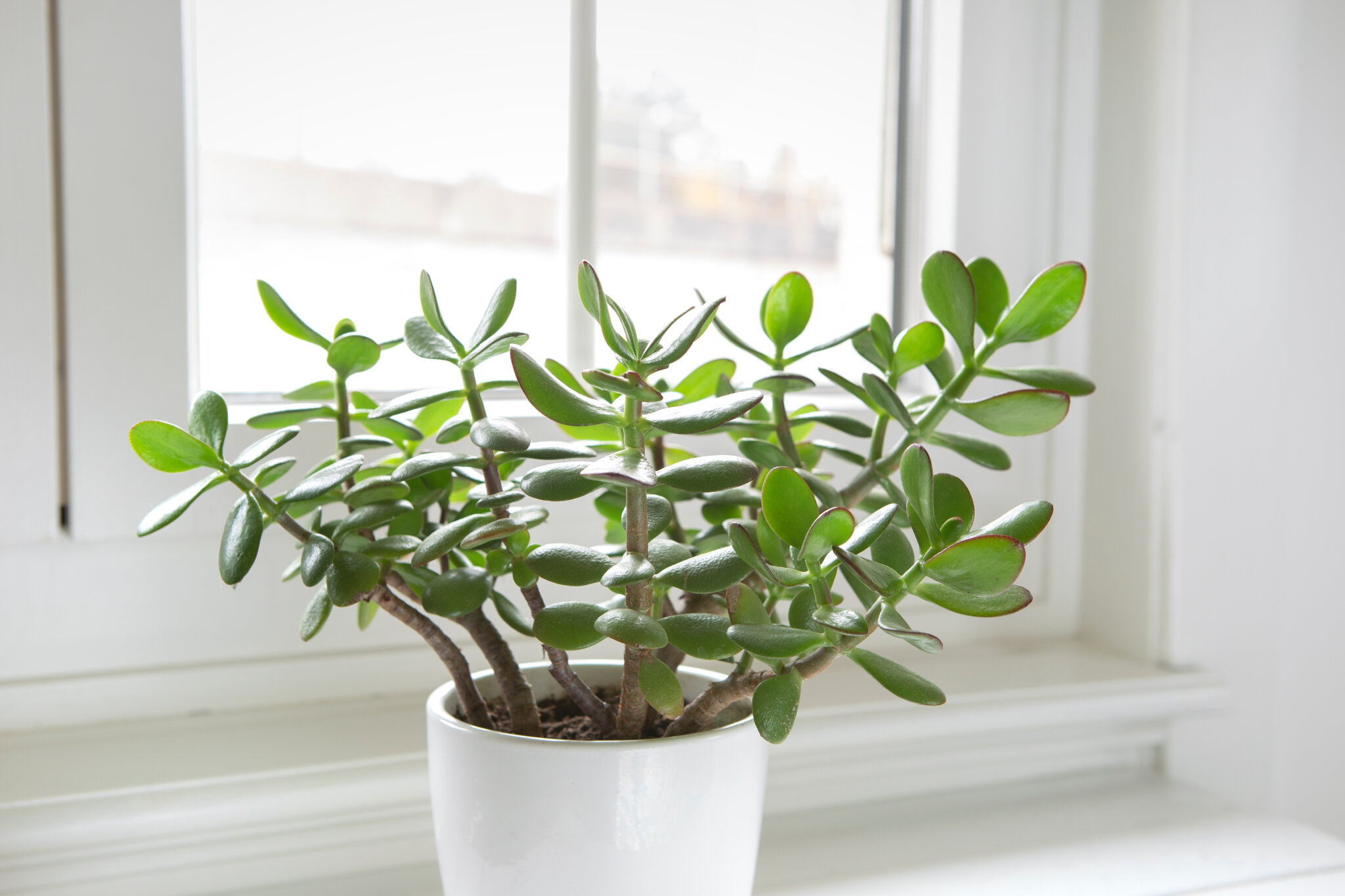 Geldbaum richtig pflegen – so geht es! - Samenhaus Gartenblog