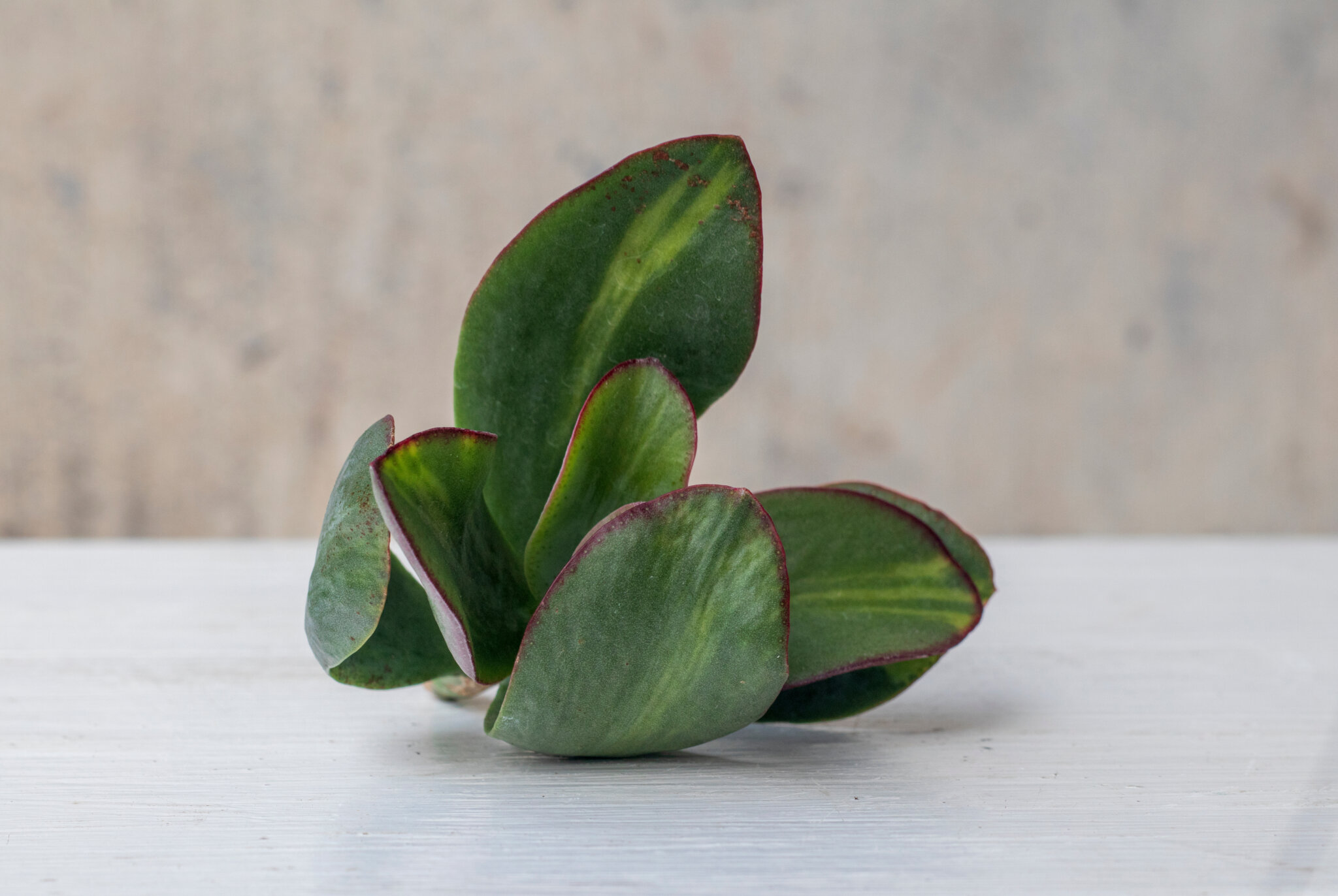 Geldbaum richtig pflegen – so geht es! - Samenhaus Gartenblog