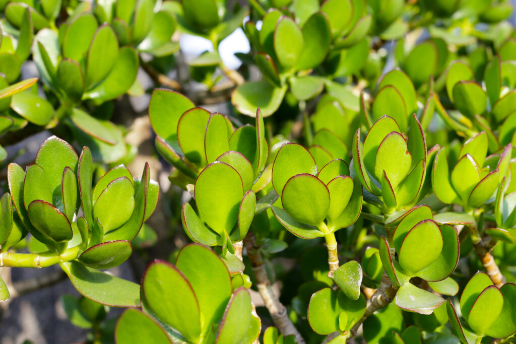 Geldbaum richtig pflegen – so geht es! - Samenhaus Gartenblog