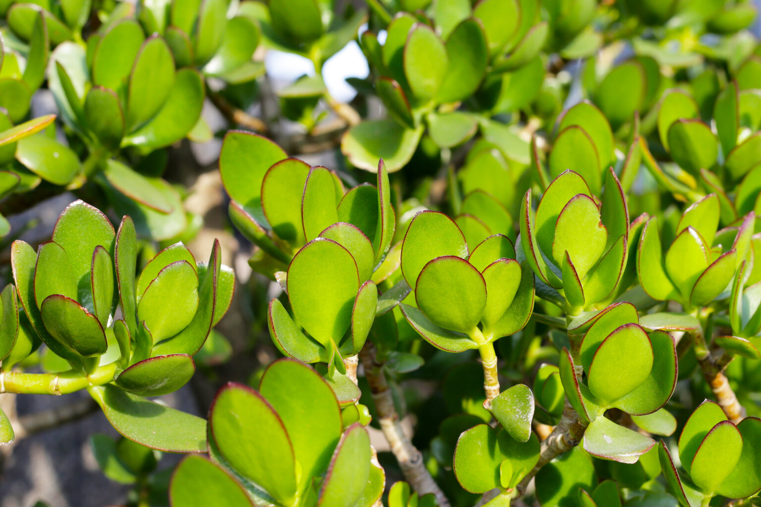 Geldbaum richtig pflegen – so geht es! - Samenhaus Gartenblog