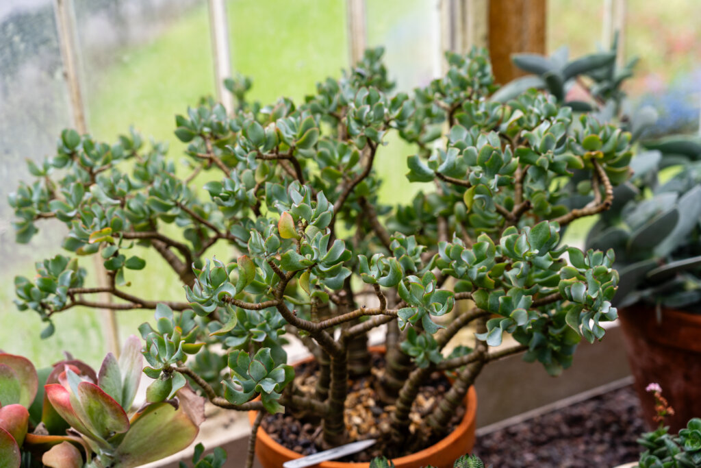 Geldbaum richtig pflegen – so geht es! - Samenhaus Gartenblog