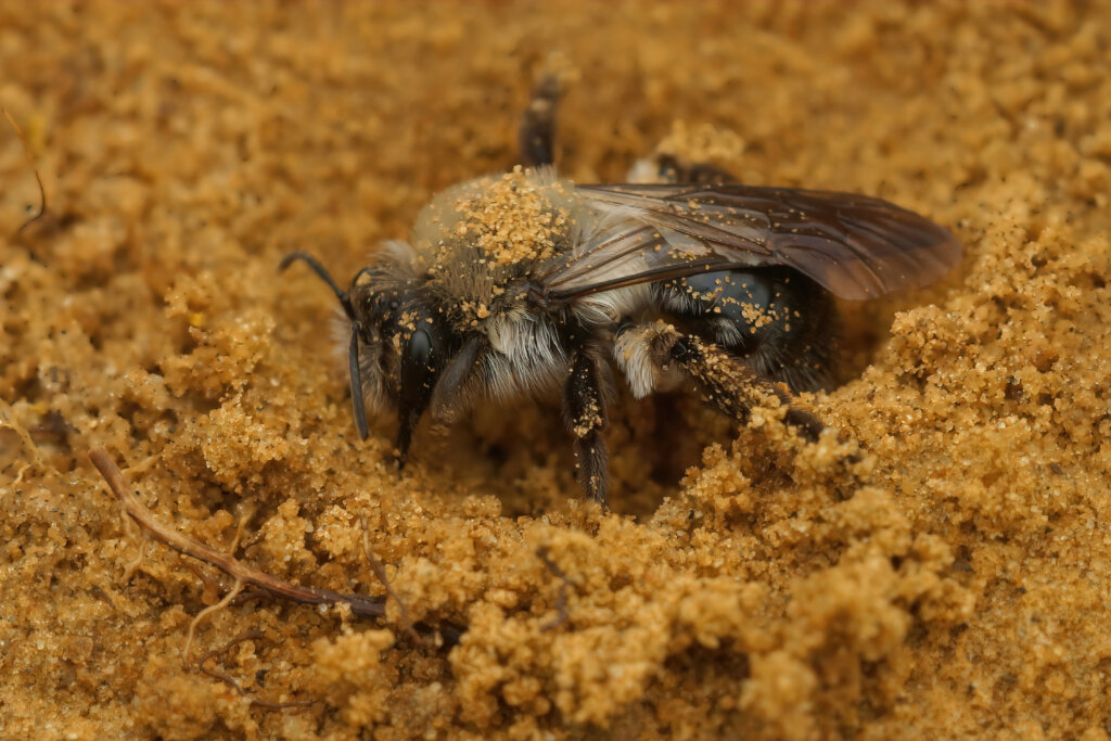 Sandbienen – die Einzelgänger unter den Bienen - Samenhaus Gartenblog