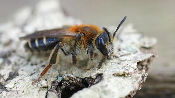 Sandbienen – die Einzelgänger unter den Bienen - Samenhaus Gartenblog