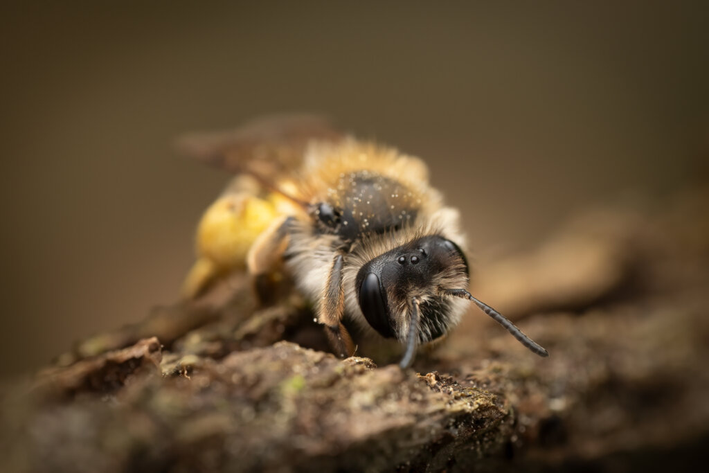 Sandbienen – die Einzelgänger unter den Bienen - Samenhaus Gartenblog