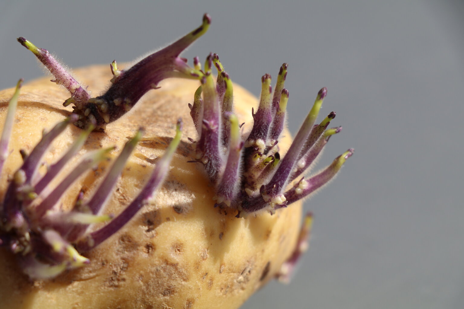 Pflanzenvermehrung – so sorgen Sie für Nachwuchs - Samenhaus Gartenblog