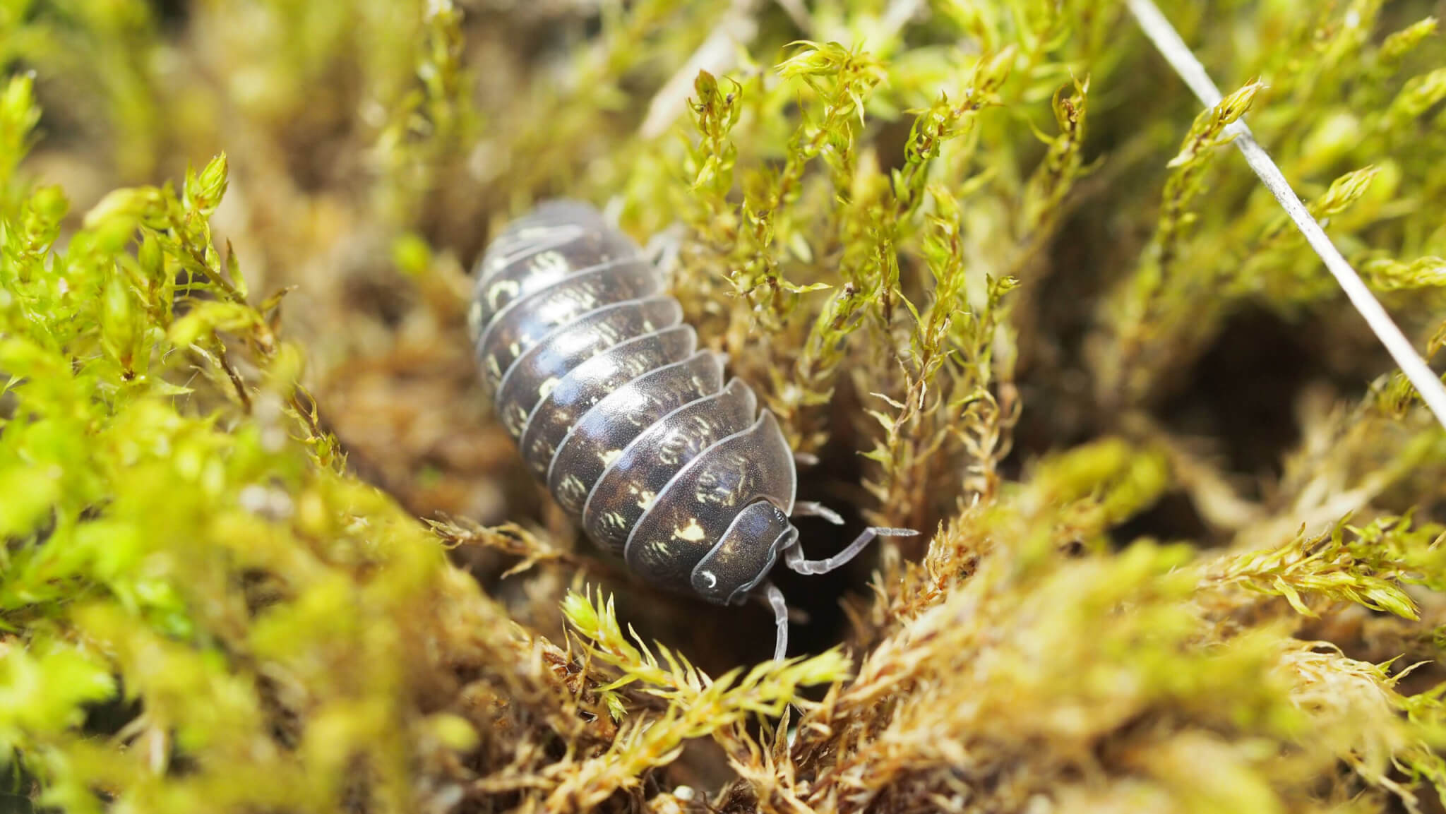 Asseln im Beet – schädlich oder nützlich? - Samenhaus Gartenblog