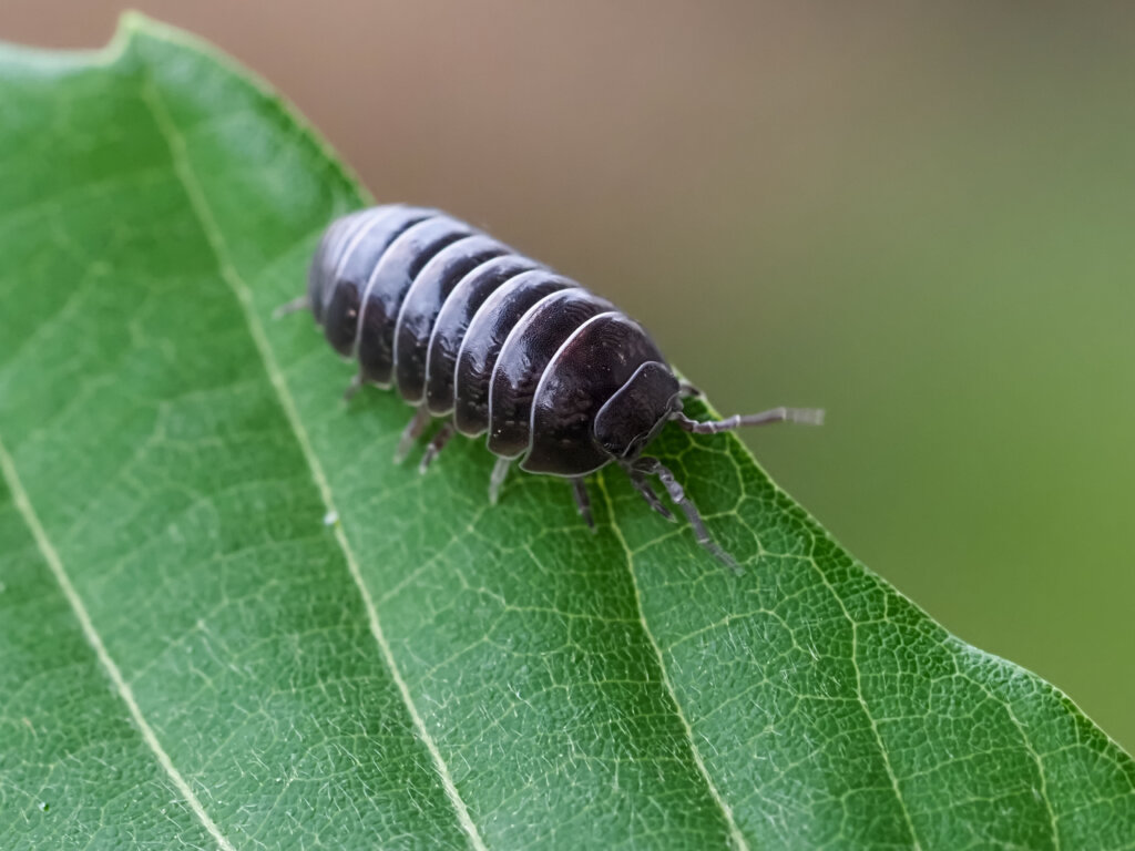 Asseln im Beet – schädlich oder nützlich? - Samenhaus Gartenblog