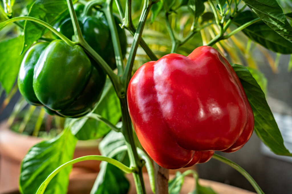 Schone Paprika Sonnig Oder Schattig Bild