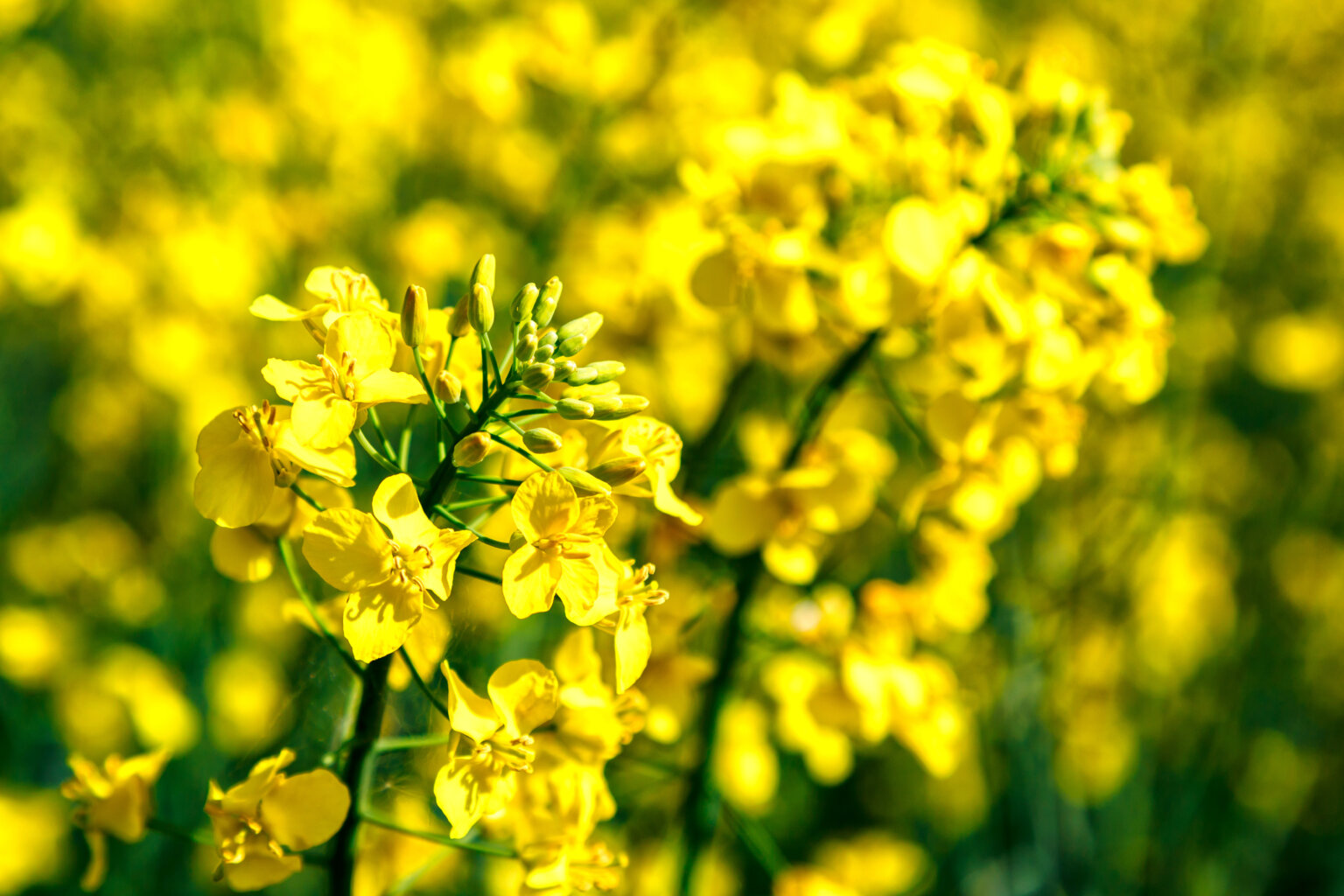 Senf - eine spannende Pflanze für Garten und Küche - Samenhaus Gartenblog