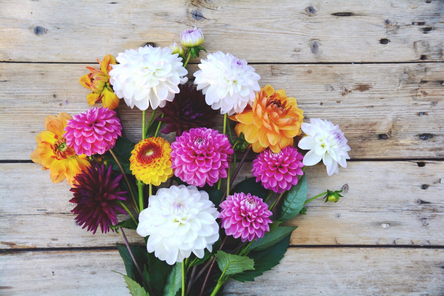 Die Sprache der Blumen – diese Bedeutung haben Blumen - Samenhaus ...