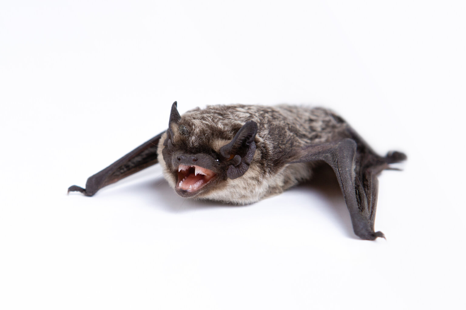 Heimische Fledermäuse – diese 25 Arten jagen durch die Nacht ...
