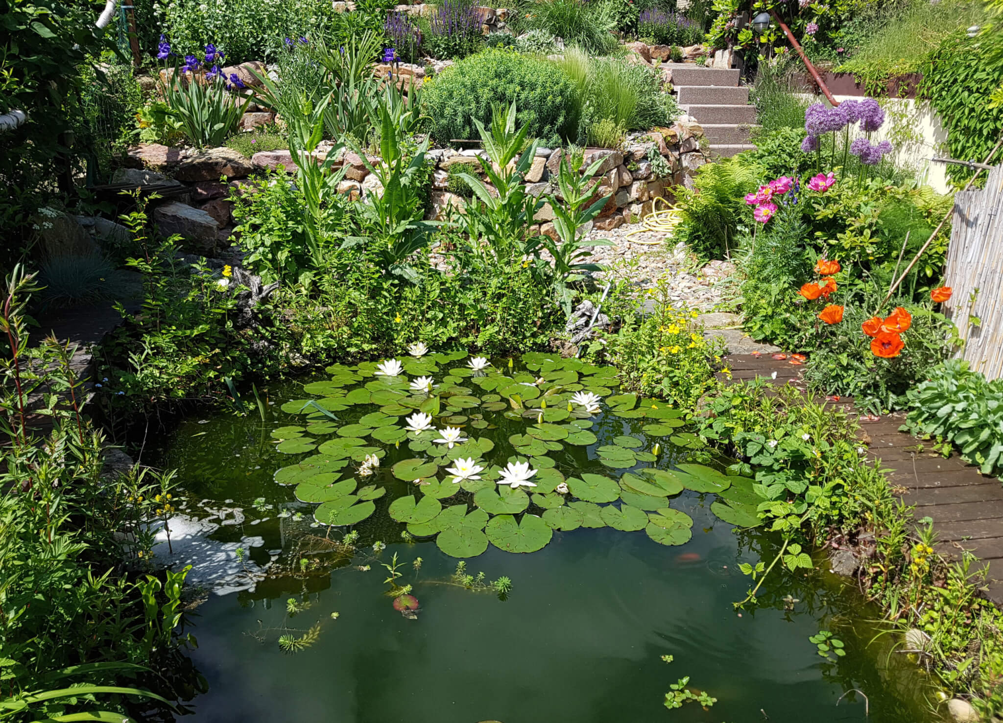 Lebensraum Biotop – nicht nur ein Blickfang für den Garten - Samenhaus ...