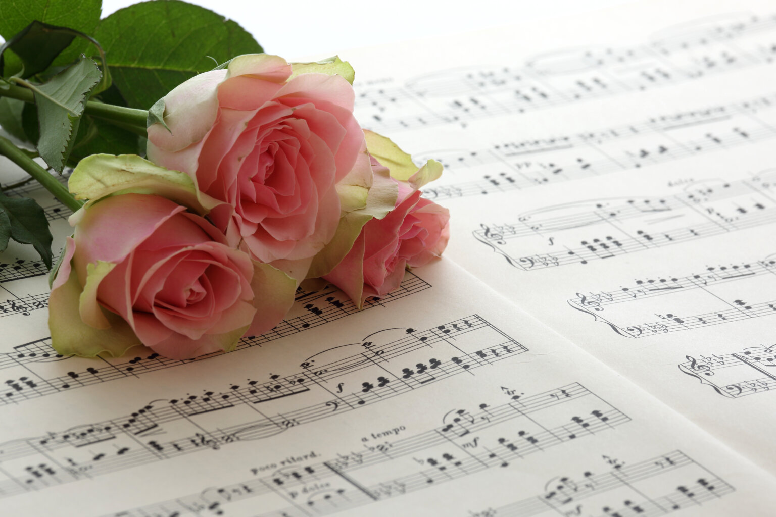 10 spannende Fakten – was Sie noch nicht über Rosen wussten - Samenhaus ...
